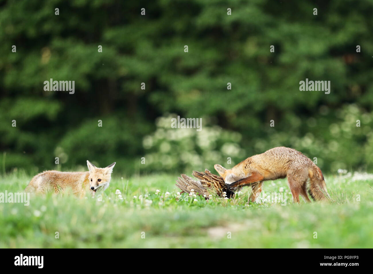 Two red foxes with prey on meadow - Vulpes vulpes Stock Photo - Alamy