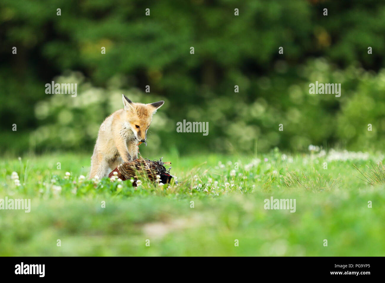 Young red fox with catch bird on meadow in the morning - Vulpes vulpes ...