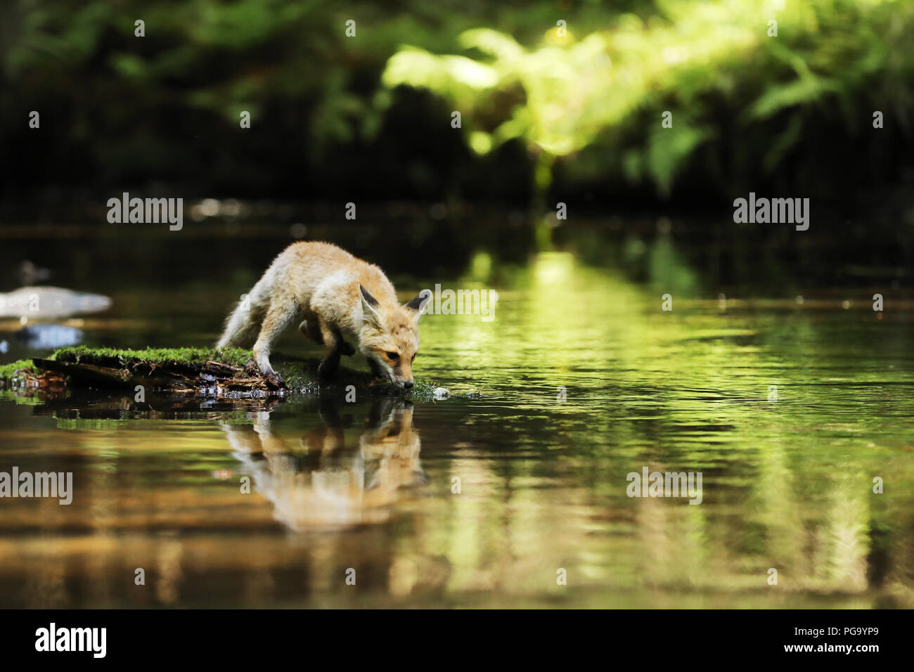 Young red fox drink water from river - Vulpes vulpes Stock Photo - Alamy