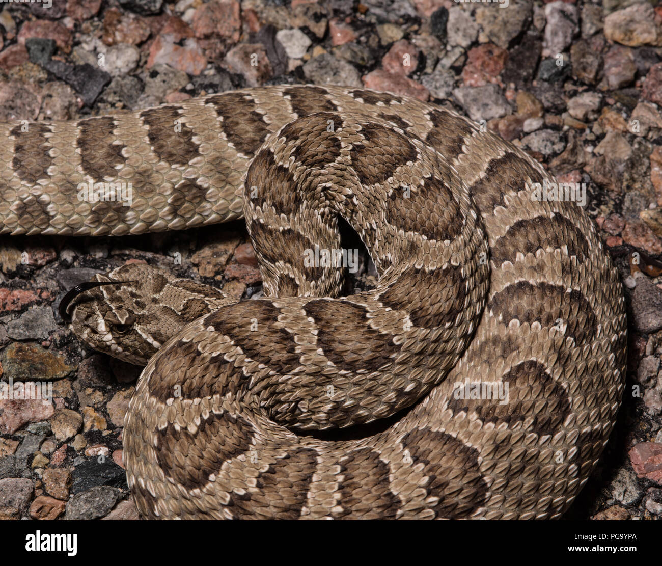 An adult female Prairie Rattlesnake (Crotalus viridis) coiled ...