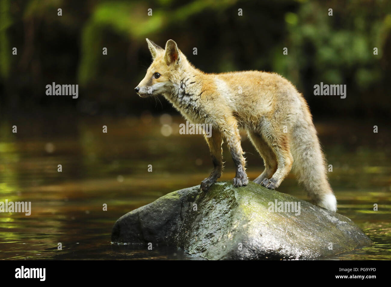 Young red fox in river - Vulpes vulpes Stock Photo - Alamy