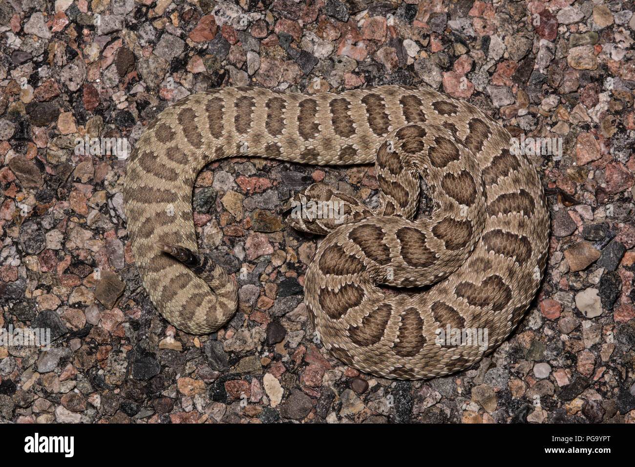 An adult female Prairie Rattlesnake (Crotalus viridis) coiled ...