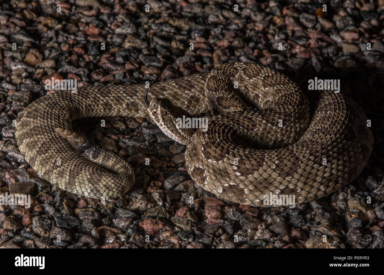 An adult female Prairie Rattlesnake (Crotalus viridis) coiled ...