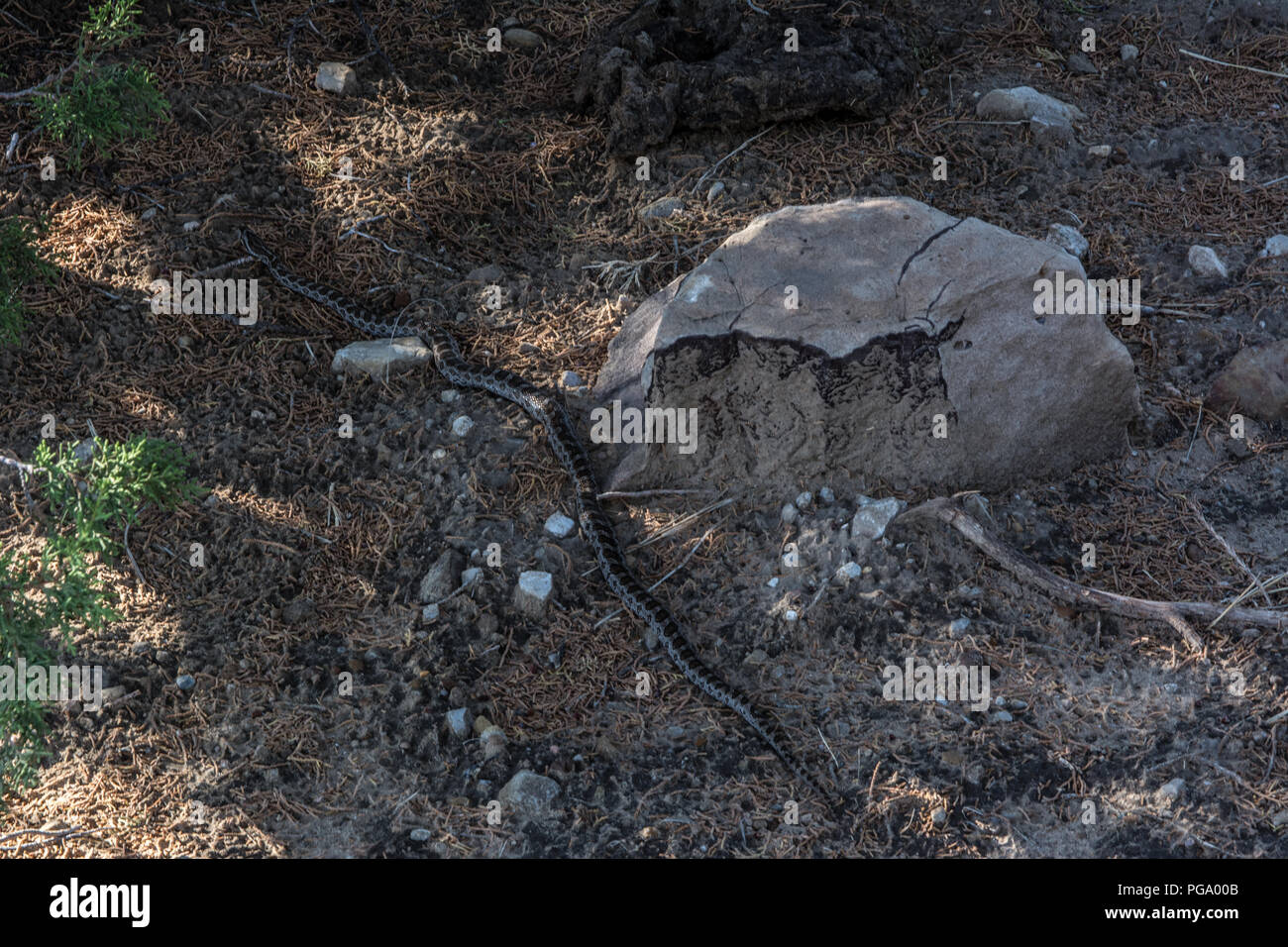 Emorys ratsnake hi-res stock photography and images - Alamy