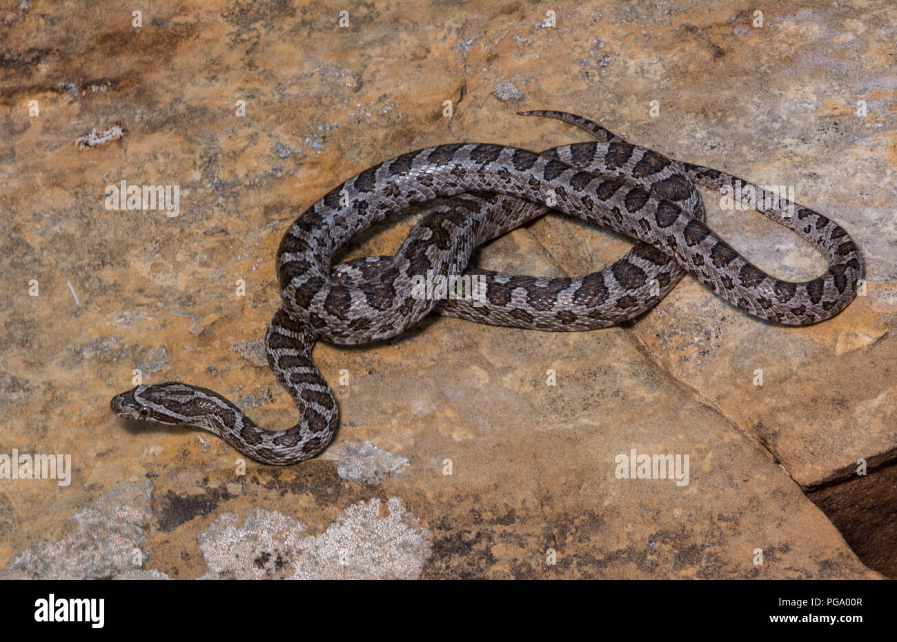 Emorys ratsnake hi-res stock photography and images - Alamy