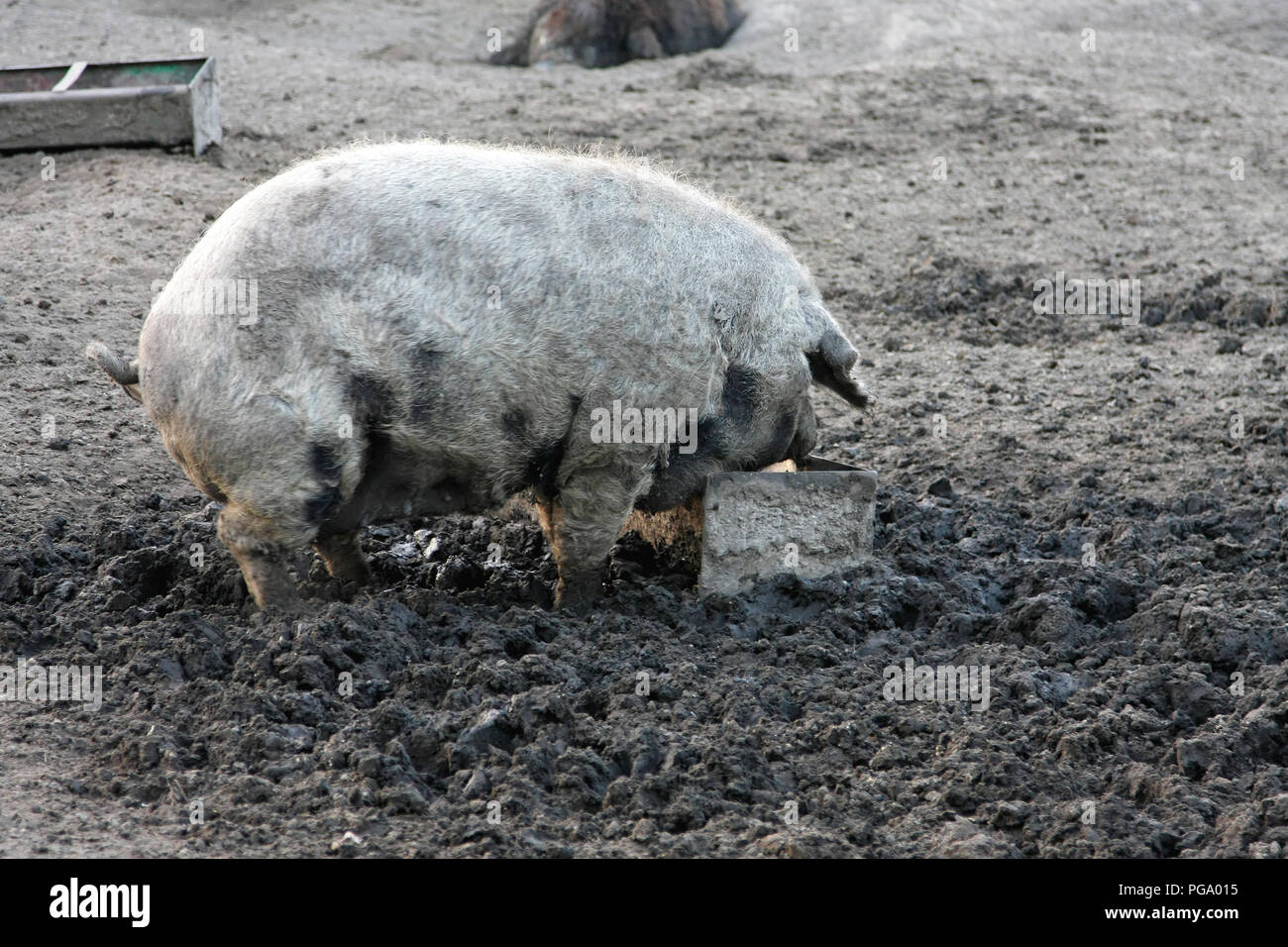 Domesticated Mangulitsa pig in mud at farm Stock Photo - Alamy