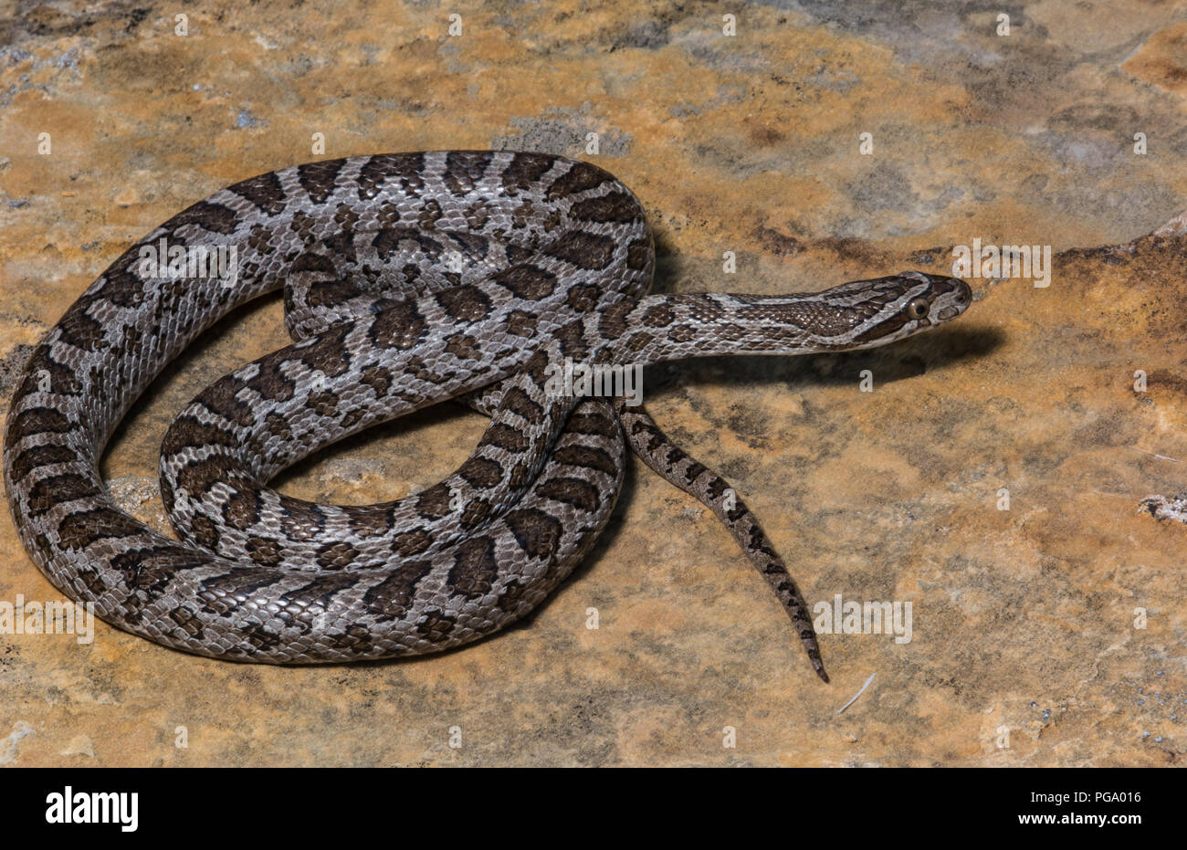 Elaphe guttata emoryi hi-res stock photography and images - Alamy