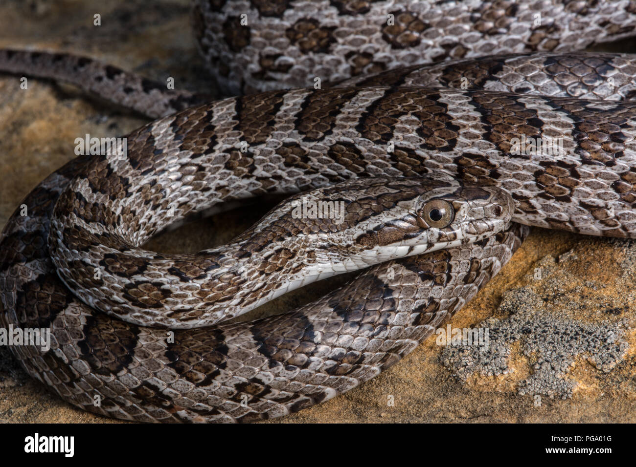 Elaphe guttata emoryi hi-res stock photography and images - Alamy