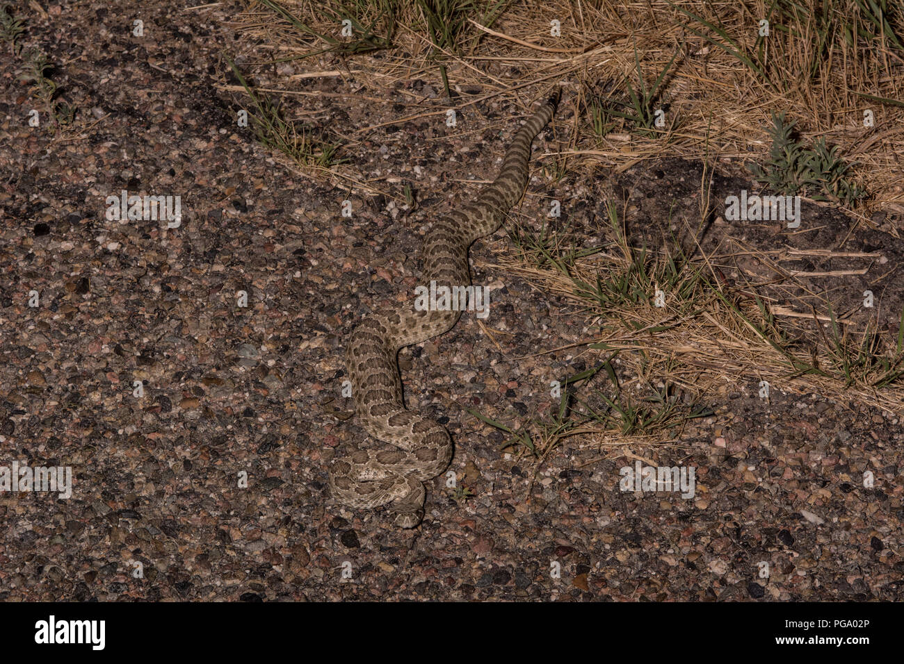 An adult male Prairie Rattlesnake (Crotalus viridis) crossing a road on ...