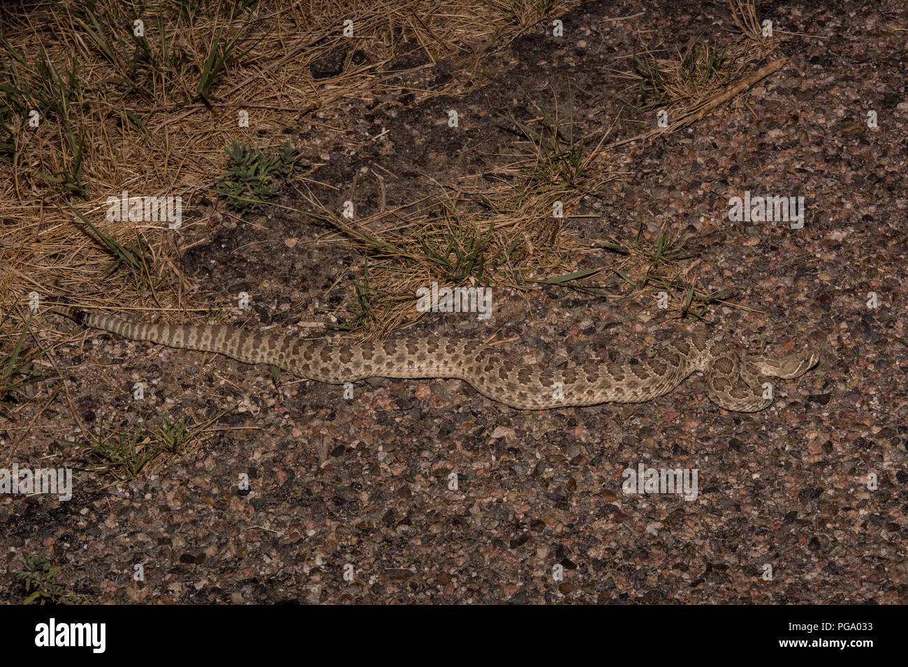 An adult male Prairie Rattlesnake (Crotalus viridis) crossing a road on ...