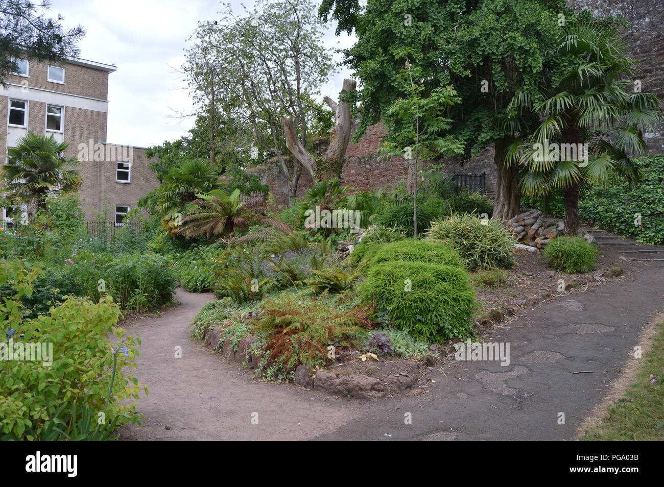 Bananas and other exotic plants in public garden Exeter town centre ...