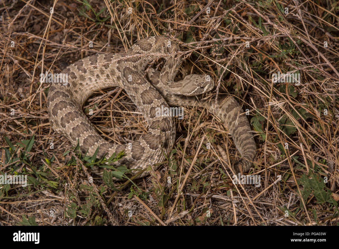 Ground rattler snake hi-res stock photography and images - Alamy