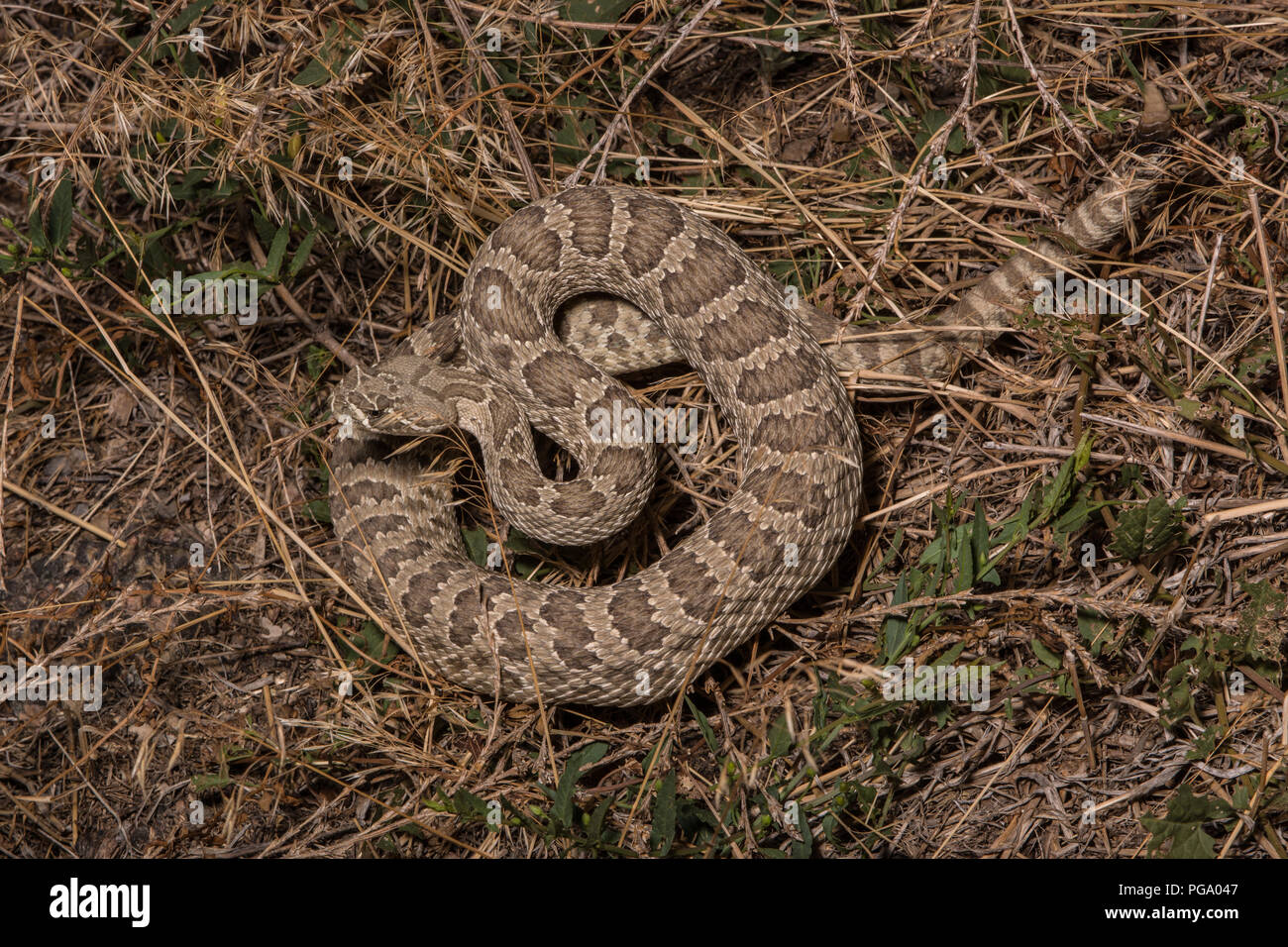 Ground rattler snake hi-res stock photography and images - Alamy