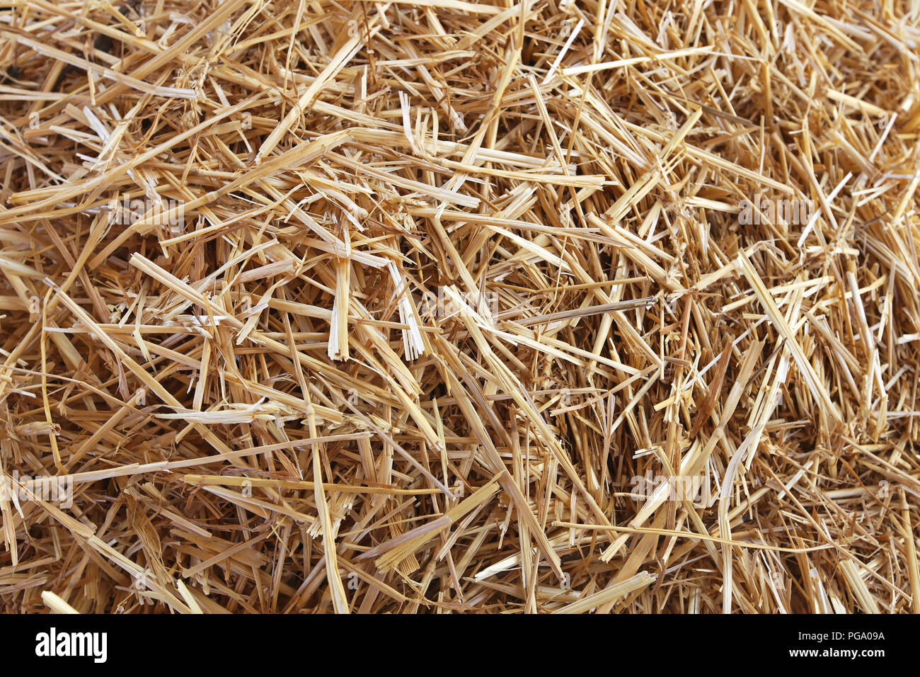 Close up shot of straw hay texture Stock Photo - Alamy