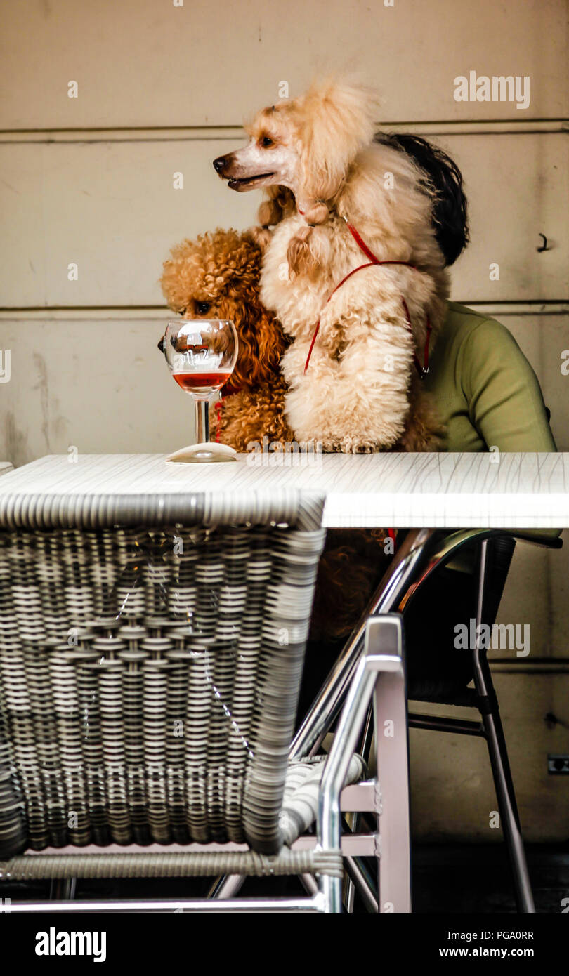 French poodles hi-res stock photography and images - Alamy