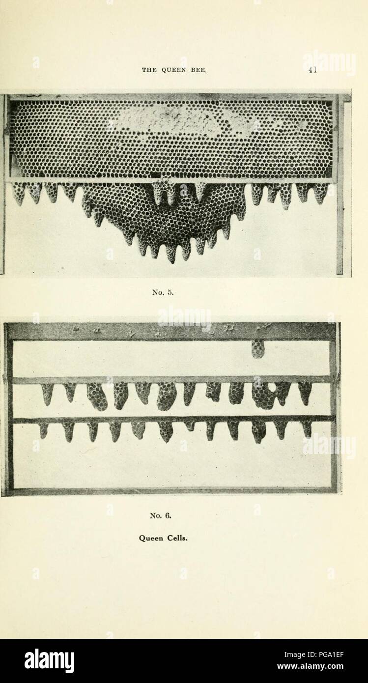 Australian bee lore and bee culture (Page 41 Stock Photo - Alamy