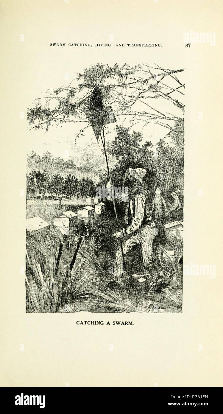 Australian bee lore and bee culture (Page 87 Stock Photo - Alamy
