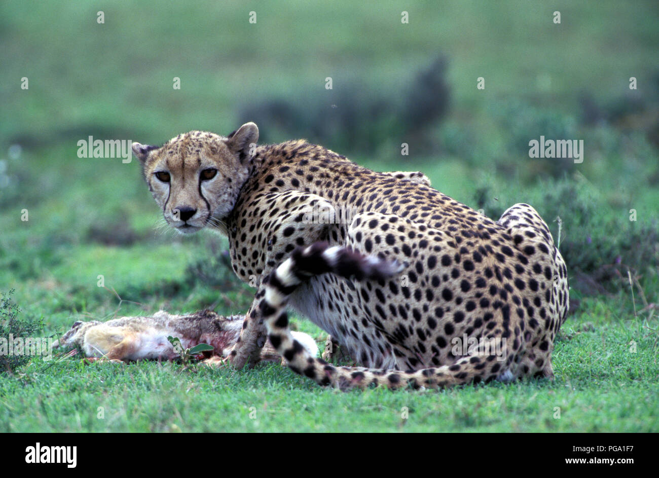 NOT 1095267 AFRICAN CHEETAH African Hare prey Acinonyx jubatus ...