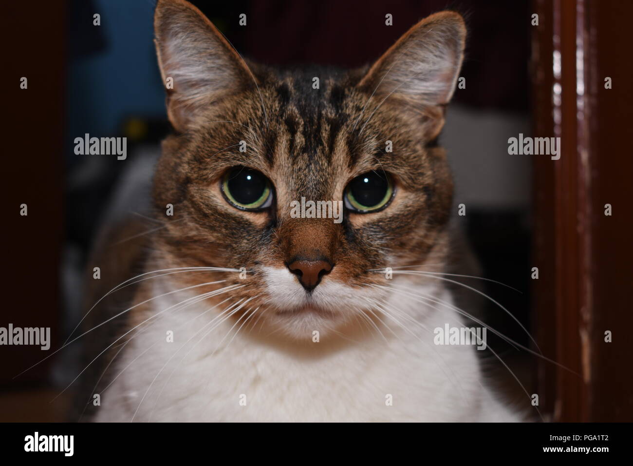 Cat being curious Stock Photo - Alamy