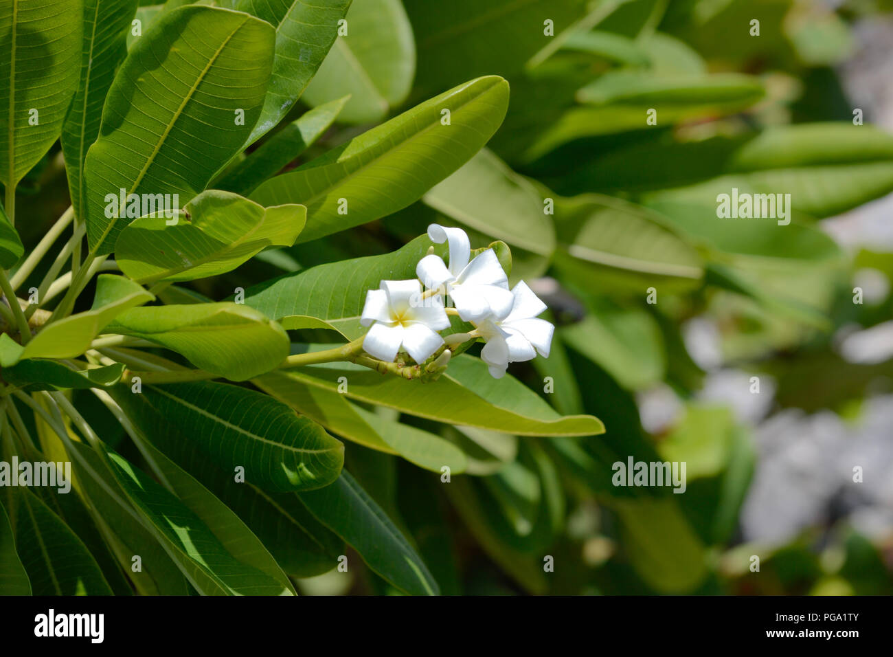 Tropical white flowers hi-res stock photography and images - Alamy