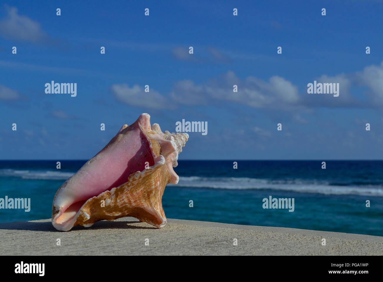 Pink conch hi-res stock photography and images - Alamy