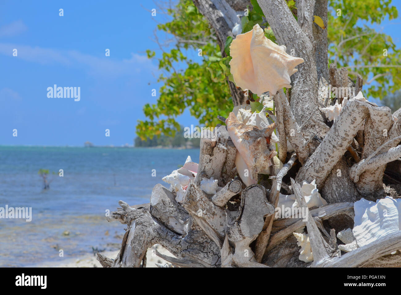 Conch shells hi-res stock photography and images - Alamy