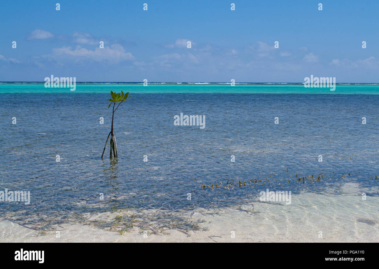 Baby mangrove in the shallows of the Caribbean Sea just off the coast ...