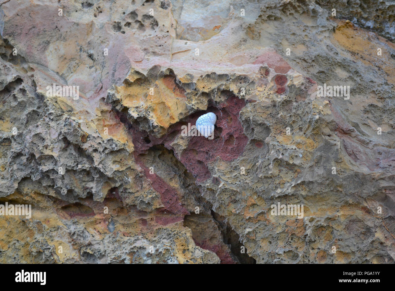 Sea shell on the limestone rocks of the bluff on Cayman Brac Stock ...