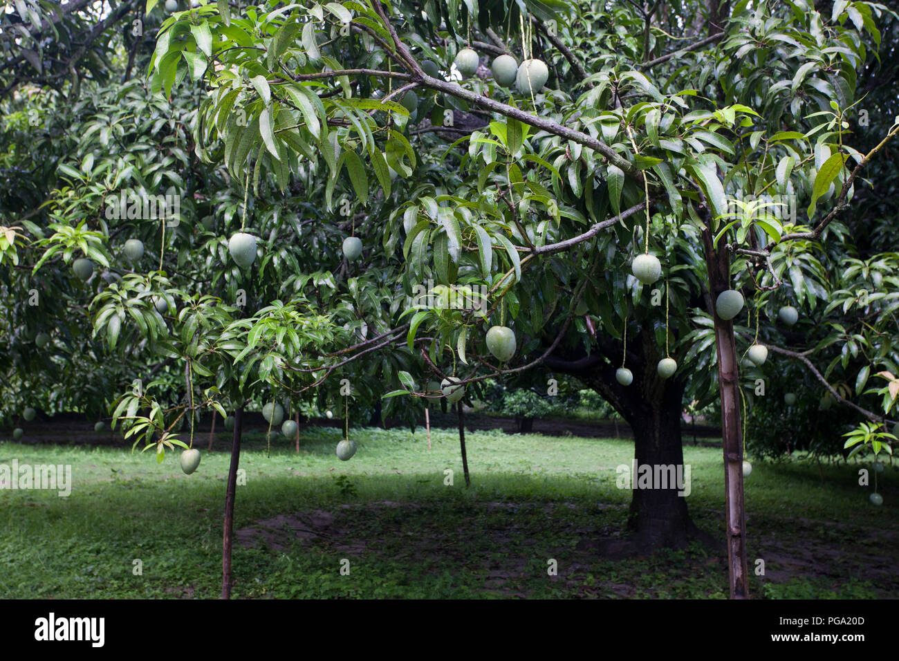 Bangladeshi mango tree hi-res stock photography and images - Alamy