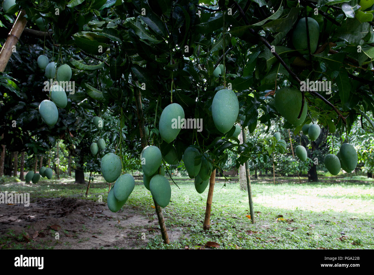 Mango plantation. Chapainawabgnaj, Bangladesh Stock Photo - Alamy