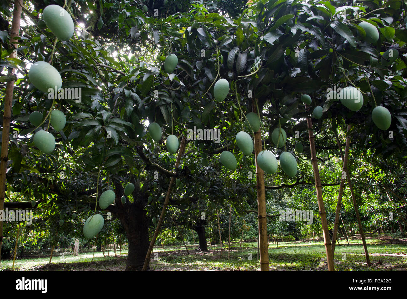 Bangladeshi mango tree hi-res stock photography and images - Alamy