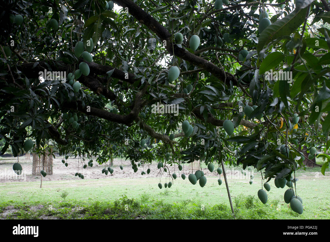Bangladeshi mango tree hi-res stock photography and images - Alamy