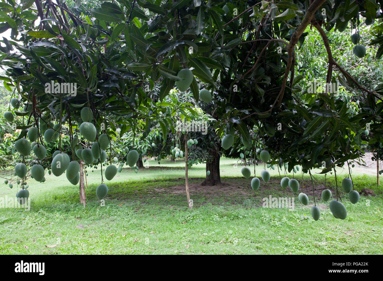 Bangladeshi Mango Tree High Resolution Stock Photography and Images - Alamy