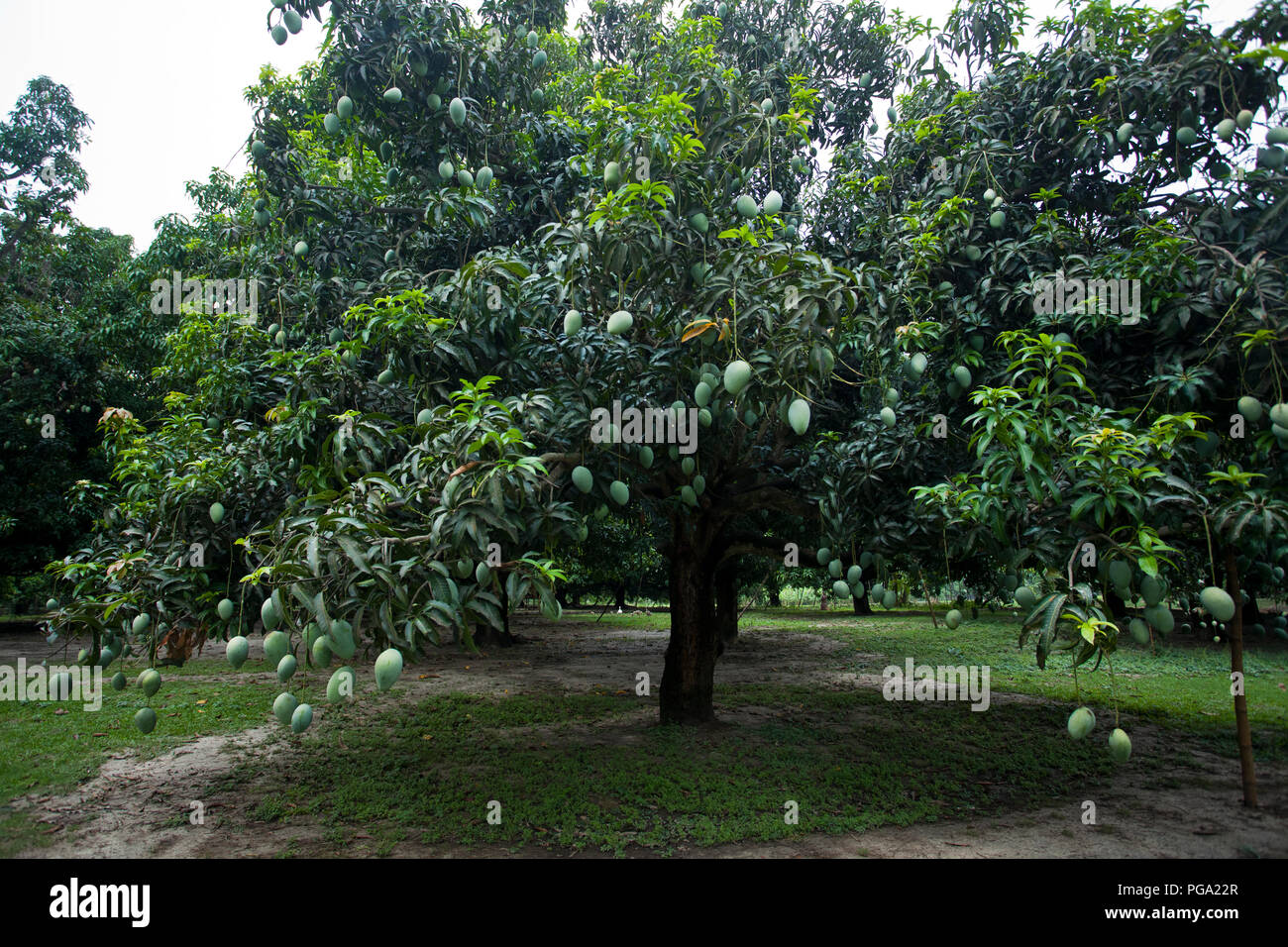 Mango tree hi-res stock photography and images - Alamy