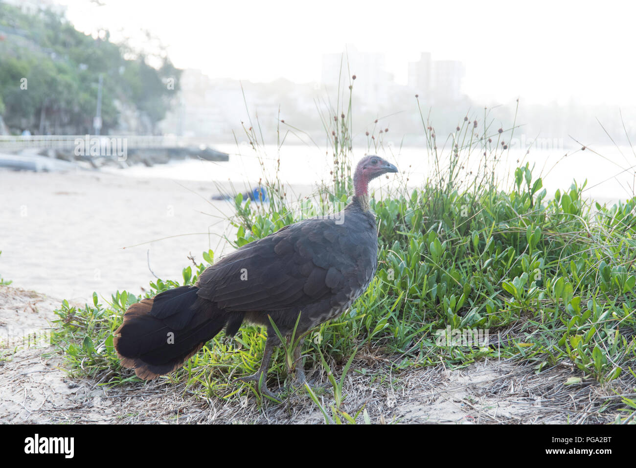 Australian wild turkey hi-res stock photography and images - Alamy