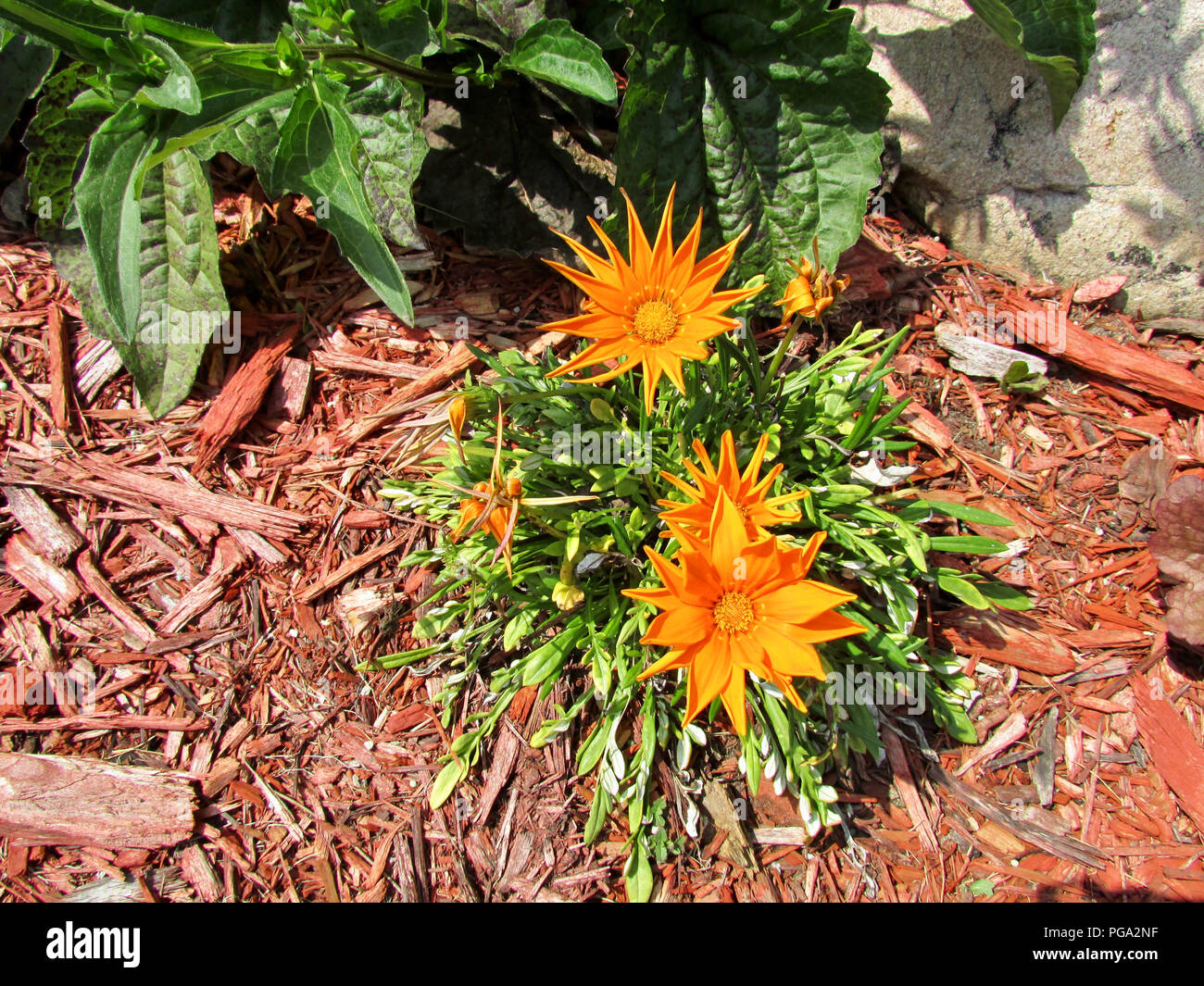 Close-up of an isolated bright orange treasure flower (gazania) in a ...