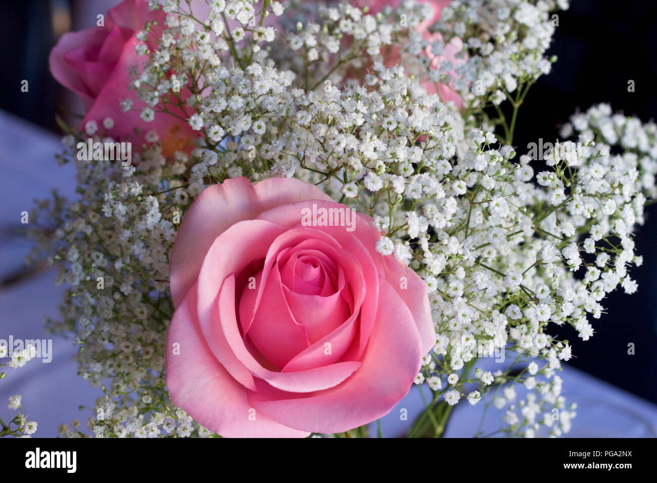 Pictures Of Baby Breath With Pink Roses
