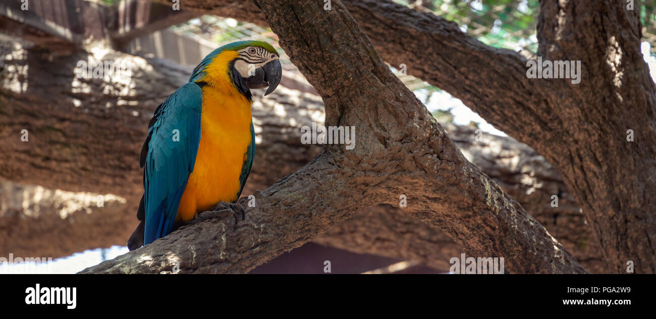 Colorful Ara parrot on branch in zoo Stock Photo - Alamy