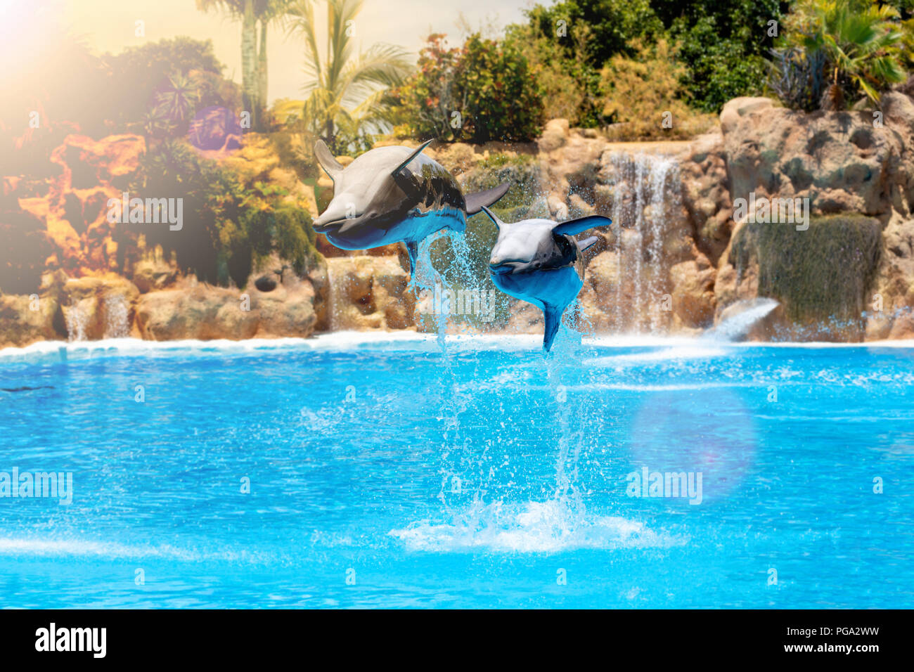 Show of beautiful dolphin jumps in zoo pool Stock Photo - Alamy