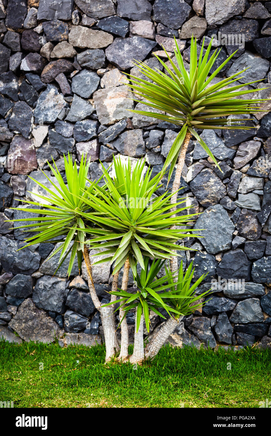 Yucca plant with fresh green leafs on stones gray wall background Stock ...