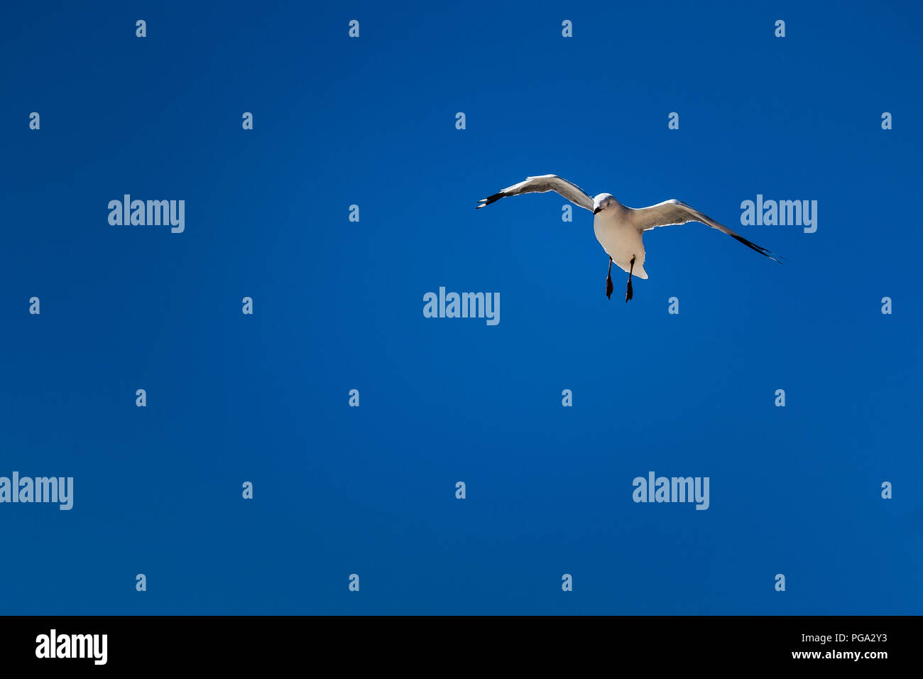 Feather soft landing hi-res stock photography and images - Alamy