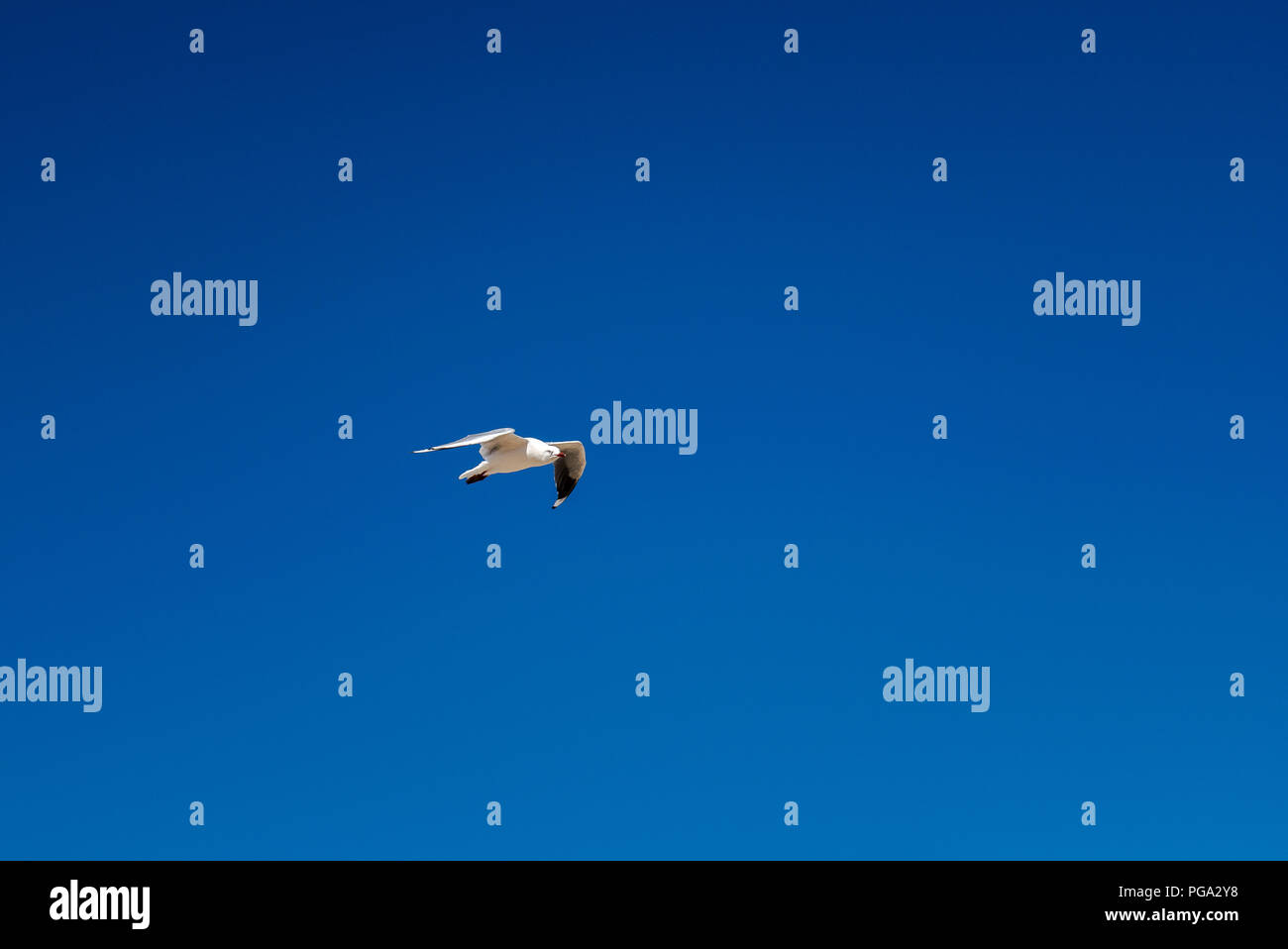 Launch bird hi-res stock photography and images - Alamy