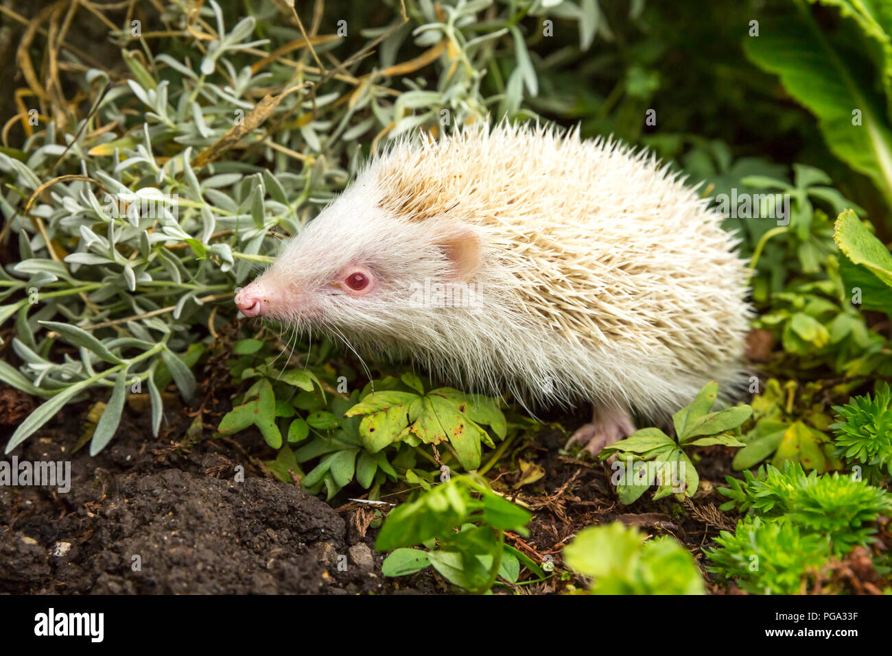 Albino Hedgehog High Resolution Stock Photography and Images - Alamy