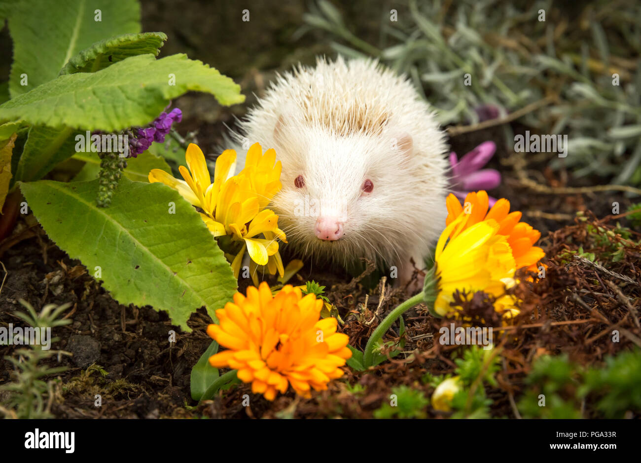 Very rare species hi-res stock photography and images - Alamy
