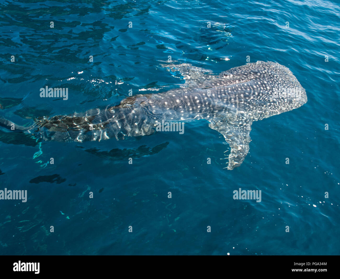 Whale shark swimming on the surface Stock Photo - Alamy