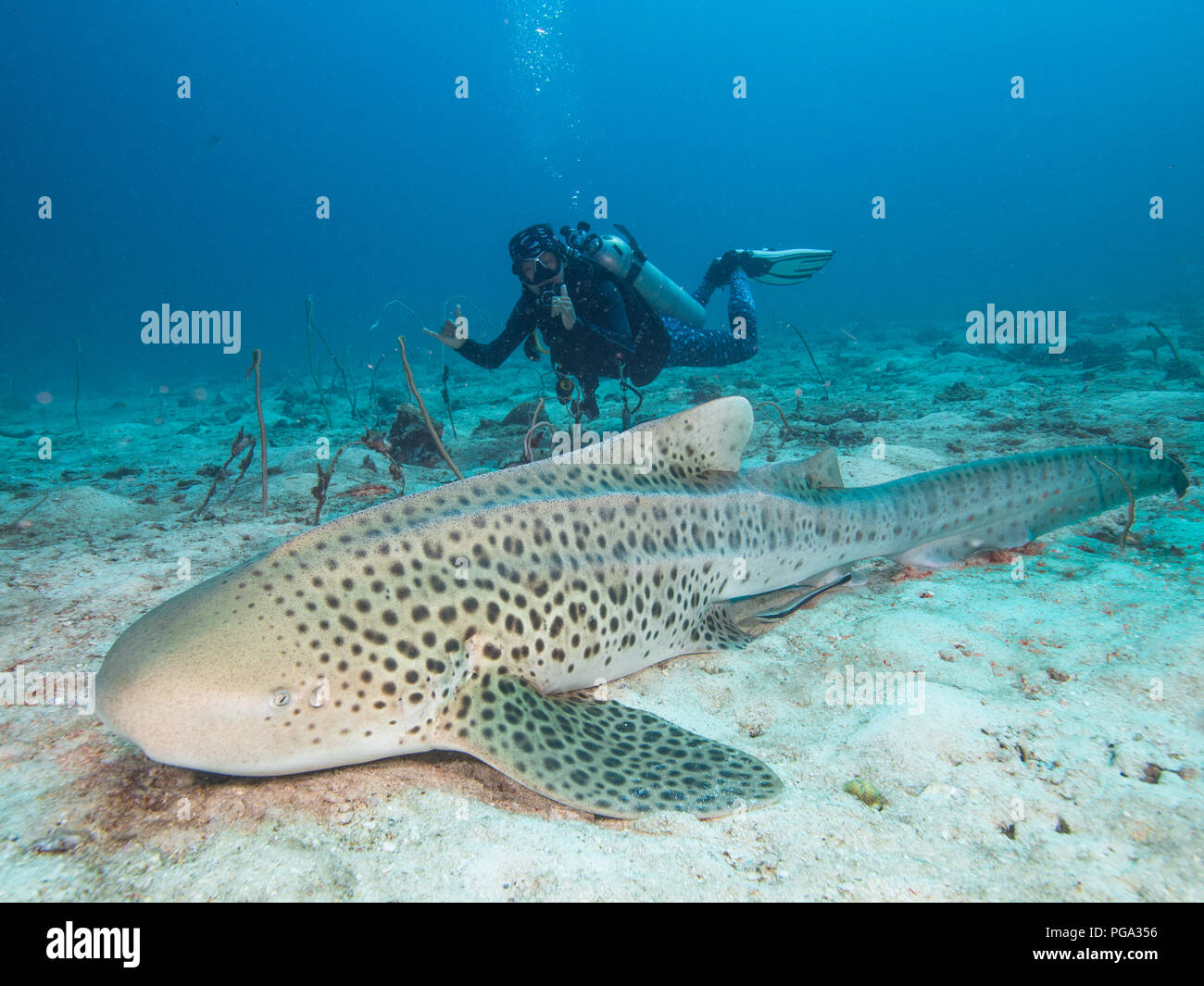 Stegostoma fasciatum hi-res stock photography and images - Alamy