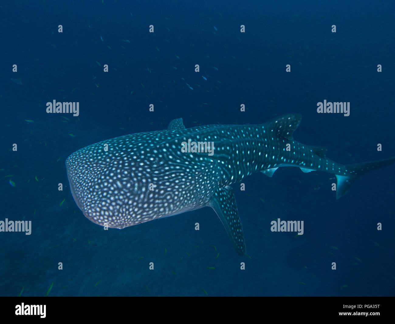 Whale shark from above Stock Photo - Alamy