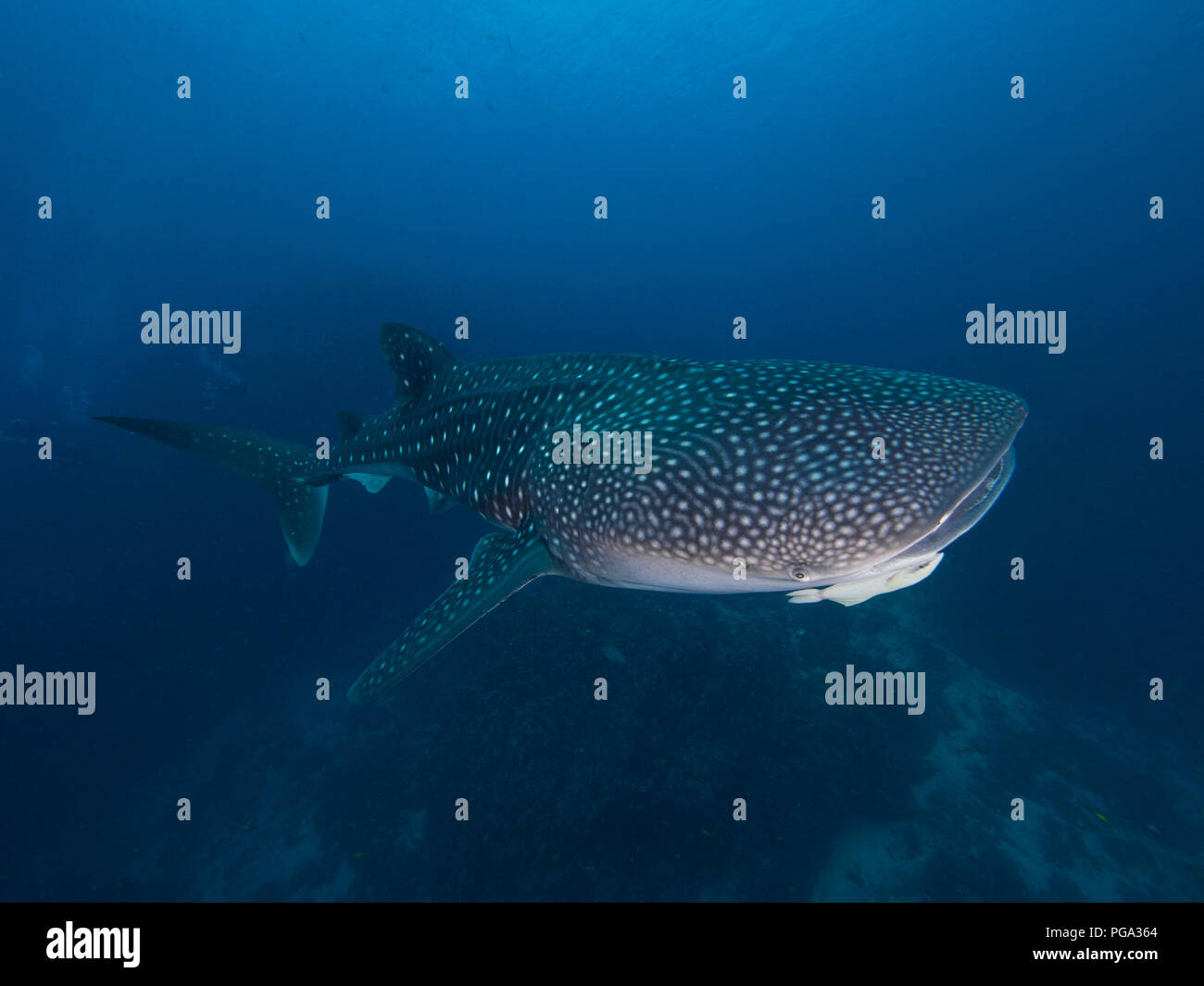 Whale shark from top right side Stock Photo - Alamy