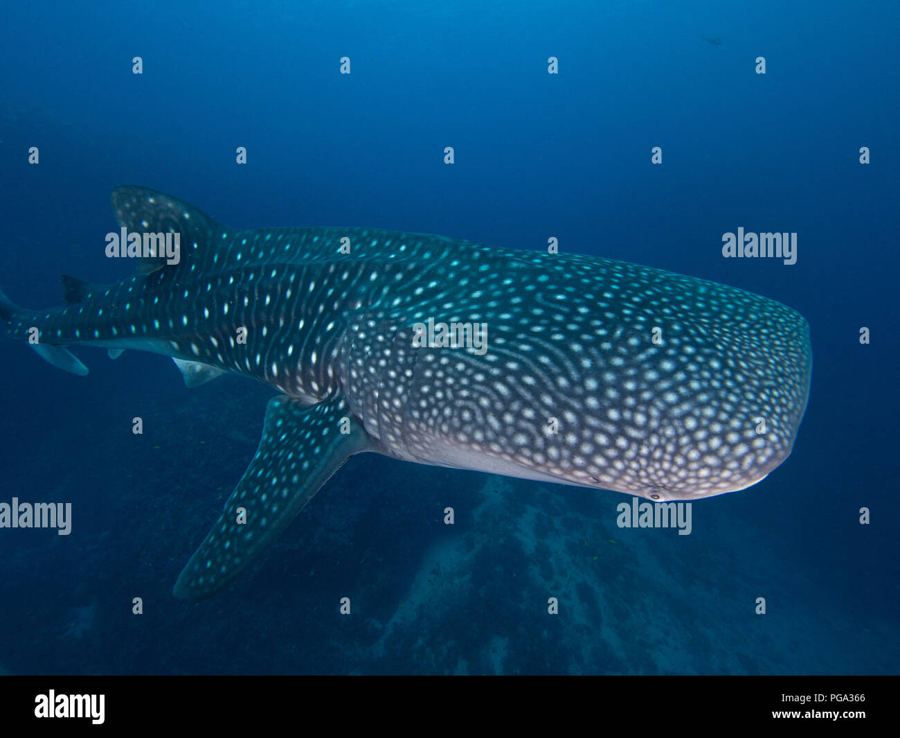 Whale shark from top right side Stock Photo - Alamy