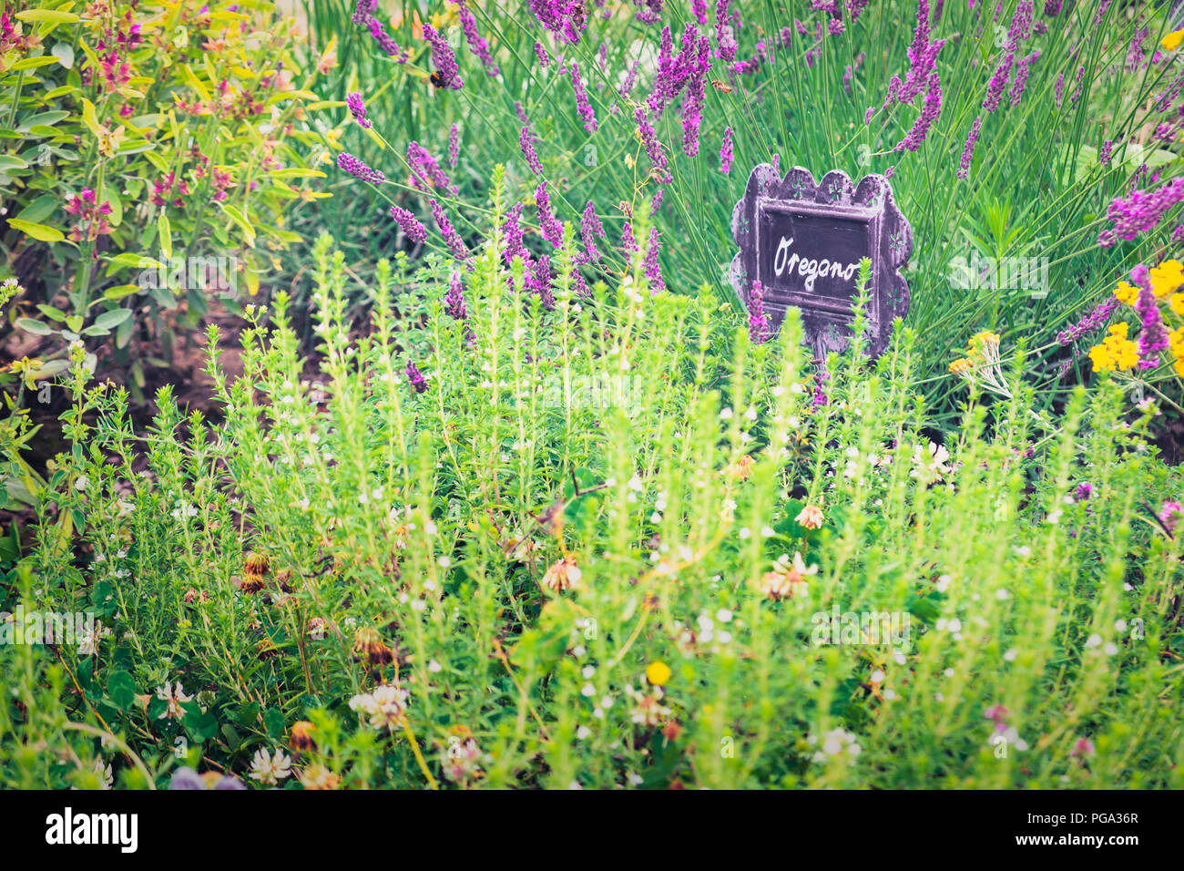 Close up view garden hi-res stock photography and images - Alamy